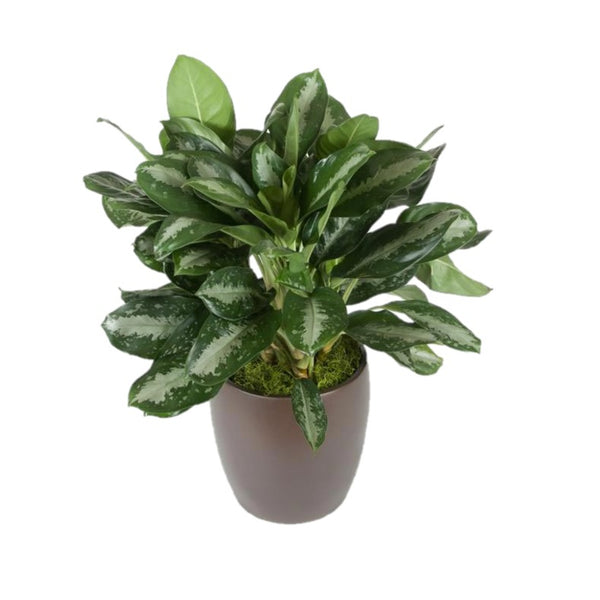 Aglaonema Key Largo (10 Inch) – Westbrae Nursery