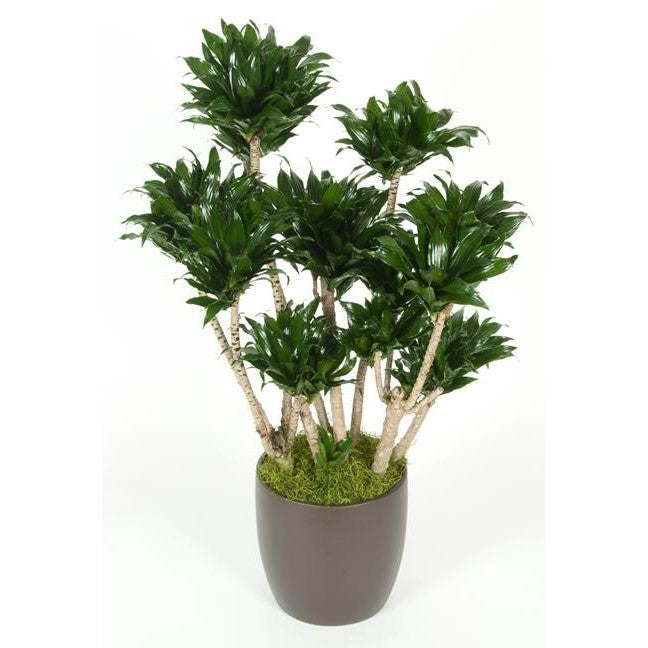 Dracaena Compacta Character (2 gal) – Westbrae Nursery