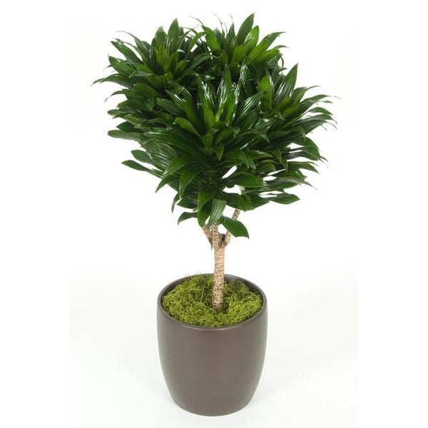 Dracaena Compacta Globe (2 gal) – Westbrae Nursery