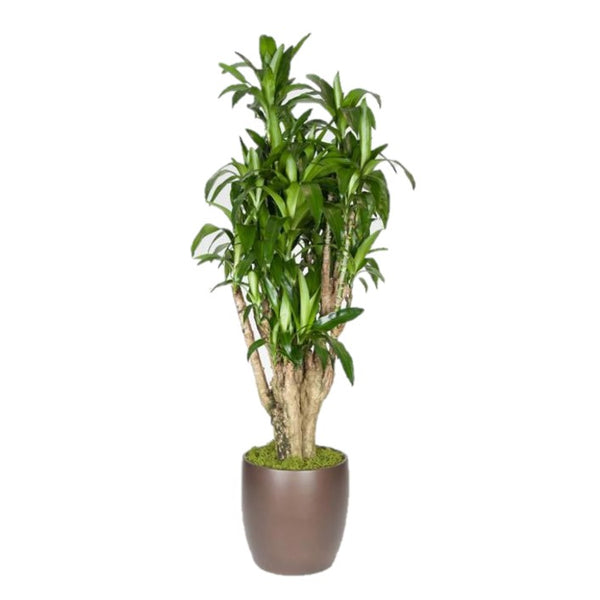 Dracaena Lisa Stump (10 Inch) – Westbrae Nursery