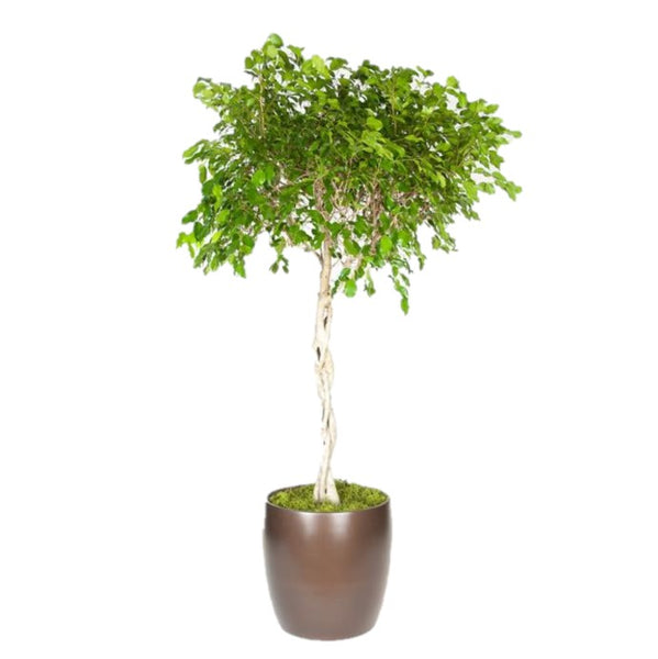 Ficus Benjamina Braid (14 Inch) – Westbrae Nursery