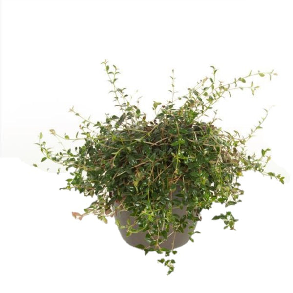 Goldfish (8 Inch) – Westbrae Nursery