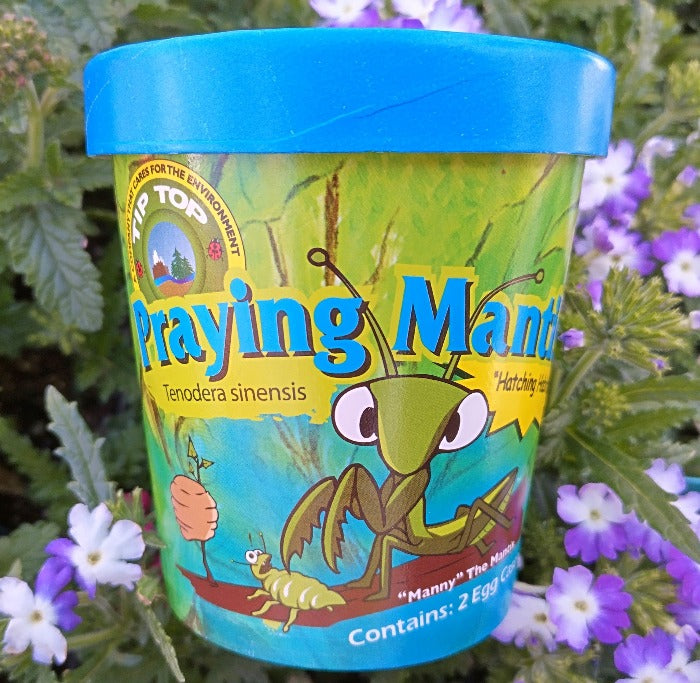 Praying Mantis Eggs 2 count Cup – Westbrae Nursery